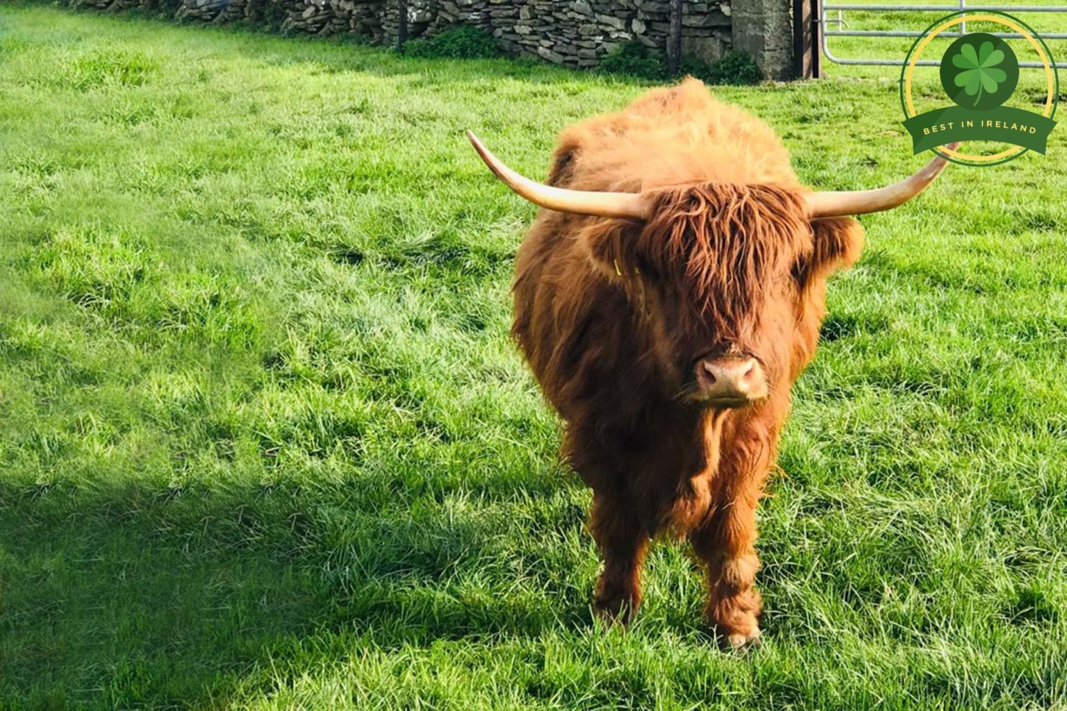 Farms in Ireland Where You Can Find the Cutest Animals EVER!